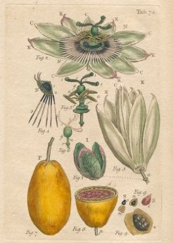 Passionflower (passiflora incarnata) | Maison Terre Natural Products